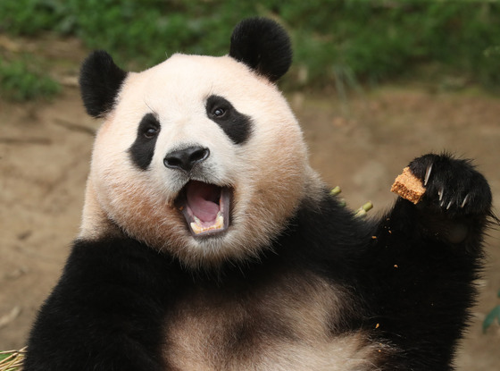 Fubao sẽ khởi hành đến Trung Quốc vào tháng 4 - 시티타임스 CityTimes